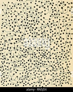 . Anatomy, descriptive and applied. Anatomy. 400 THE MUSCLES AND ...