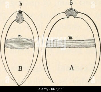 Right valve of a fresh water mussel Stock Photo - Alamy