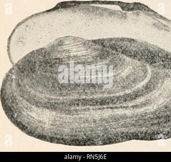 Right valve of a fresh water mussel Stock Photo - Alamy