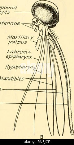 . Animal biology. Zoology; Biology. La brum Mandible Maxilla nr e: Y m ...