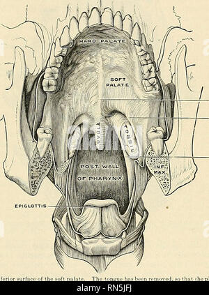 . Anatomy, descriptive and applied. Anatomy. THE MOUTH, ORAL OH BUCCAL ...