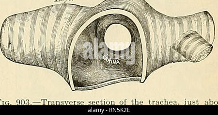 . Anatomy, descriptive and applied. Anatomy. THE TRACHEA AND BRONCHI ...