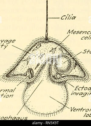 . Animal biology. Zoology; Biology. OTHER UNSEGMENTED WORMS 193 223 ...