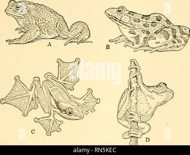 . The biology of the frog. Frogs. 78 THE BIOLOGY OF THE FROG CHAP. The ...