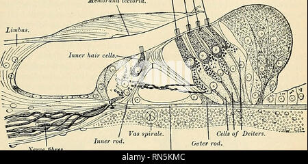 . Anatomy, descriptive and applied. Anatomy. ^ Ductus Endolymphaticus ...