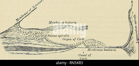 . Anatomy, descriptive and applied. Anatomy. ^ Ductus Endolymphaticus ...