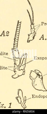. Animal biology. Biology; Zoology; Physiology. .Exopodite Mx. 2 ...