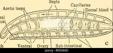 Earthworm Dorsal Blood Vessel