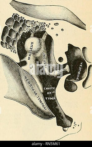 . Anatomy, descriptive and applied. Anatomy. THE INTERNAL EAR, OR LAB ...