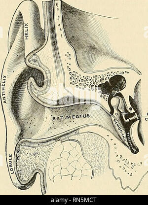 . Anatomy, descriptive and applied. Anatomy. THE EXTERNAL EAR 1121 ...