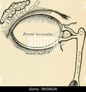 . Anatomy, descriptive and applied. Anatomy. ^ Ductus Endolymphaticus ...