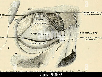 . Anatomy, descriptive and applied. Anatomy. THE APPENDAGES OF THE EYE ...