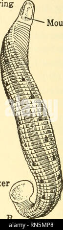 Structure Of Cattle Leech Hirudo Zoology Reciprocal Immune Benefit