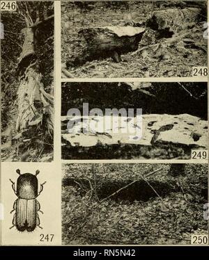 Wood Borer Beetle galleries in a dead tree at Staircase, Olympic ...