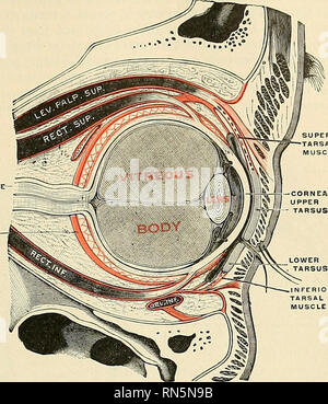 . Anatomy, descriptive and applied. Anatomy. Optic nerve Rectus ...