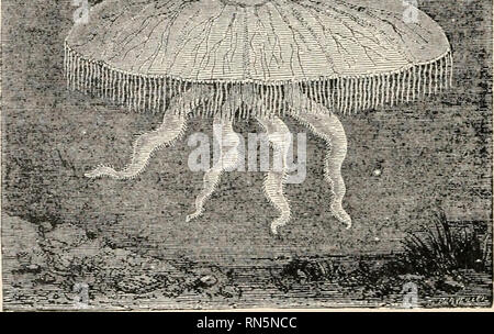 Reproductive cycle of jellyfish Stock Photo - Alamy