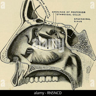 . Anatomy, descriptive and applied. Anatomy. 138 SPECIAL ANA TOMY OF ...