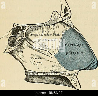. Anatomy, descriptive and applied. Anatomy. THE MAXILLA 101 formation ...