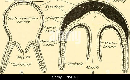 Hydra protozoa animal Stock Photo - Alamy