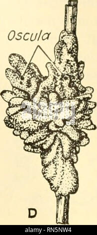 . Animal biology. Zoology; Biology. fr 'Osculum. Ostium Fig. 50 ...