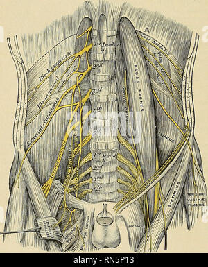 . Anatomy, descriptive and applied. Anatomy. ANTERIOR THORACIC NERVE8 ...