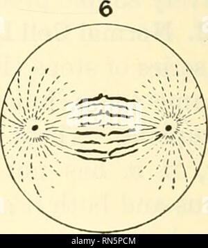 . Animal biology. Zoology; Biology. Amphiaster. Please note that these ...