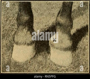 . Fistula of the withers and poll-evil . Fistula; Horses. THE WITHERS ...