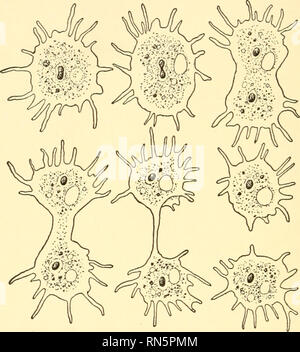 amoeba in six stages of division, a dark spot is core Stock Photo - Alamy