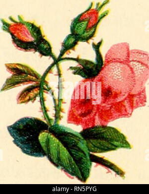 . The animal creation: a popular introduction to zoology. Zoology. :]94 ...