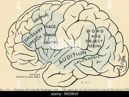 . Anatomy, descriptive and applied. Anatomy. CORTICAL LOCALIZATION OF ...