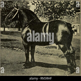 Percheron Draft Horses, a French Breed, Mare and New born Foal Stock ...