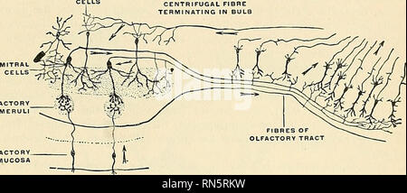 . Anatomy, descriptive and applied. Anatomy. THE CEREBRAL HEMISPHERES ...