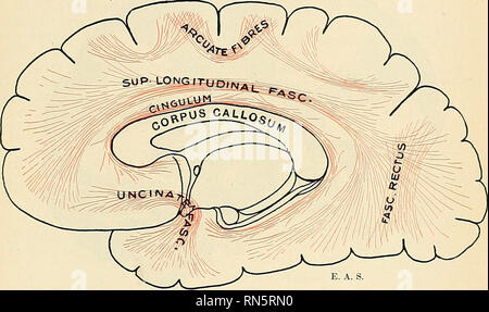 . Anatomy, descriptive and applied. Anatomy. THE CEREBRAL HEMISPHERES ...