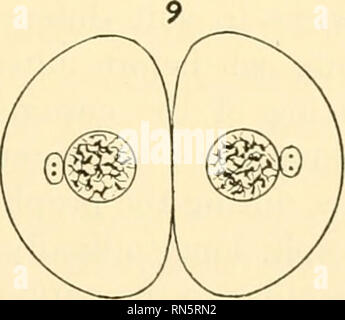 Asters Mitosis