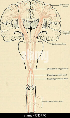 . Anatomy, descriptive and applied. Anatomy. CORTICAL LOCALIZATION OF ...
