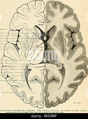 . Anatomy, descriptive and applied. Anatomy. THE CEREBRAL HEMISPHERES ...