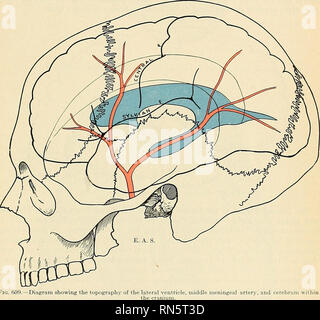 . Anatomy, descriptive and applied. Anatomy. THE CEREBRAL HEMISPHERES ...
