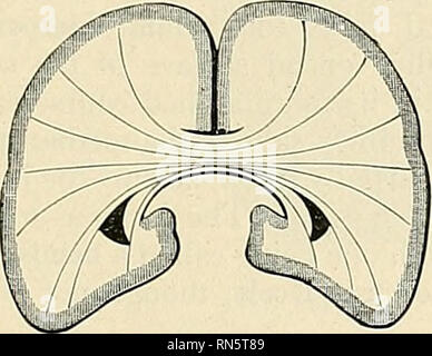 . Anatomy, descriptive and applied. Anatomy. THE CEREBRAL HEMISPHERES ...