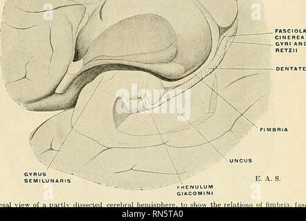 . Anatomy, descriptive and applied. Anatomy. THE CEREBRAL HEMISPHERES ...