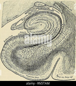 . Anatomy, descriptive and applied. Anatomy. Groove for middle temporal ...