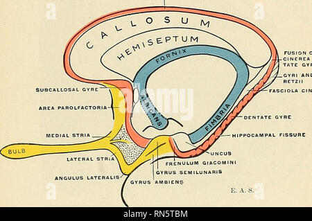. Anatomy, descriptive and applied. Anatomy. THE CEREBRAL HEMISPHERES ...