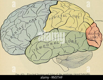 . Anatomy, descriptive and applied. Anatomy. THE CEREBRAL HEMISPHERES ...