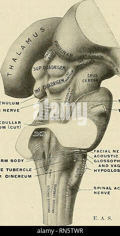 . Anatomy, descriptive and applied. Anatomy. THE CEREBRAL HEMISPHERES ...
