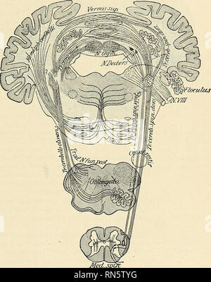 . Anatomy, descriptive and applied. Anatomy. THE CEREBELLUM 885 lodges ...