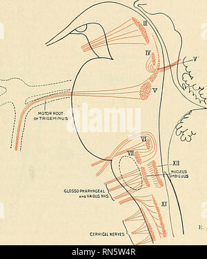 . Anatomy, descriptive and applied. Anatomy. AREAS OF THE MEDULLA ...