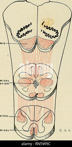 . Anatomy, descriptive and applied. Anatomy. THE SPINAL CORD 837 well ...