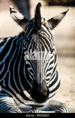 Chapman's zebra (Equus burchelli chapmanni) in Barcelona Zoological ...