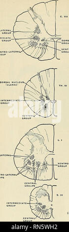 . Anatomy, descriptive and applied. Anatomy. NERVE FIBRES AND NERVES ...