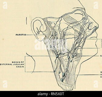 . Anatomy, descriptive and applied. Anatomy. THE LYMPH NODES OF THE ...