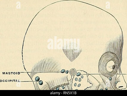 . Anatomy, descriptive and applied. Anatomy. THE LYMPH NODES OF THE ...